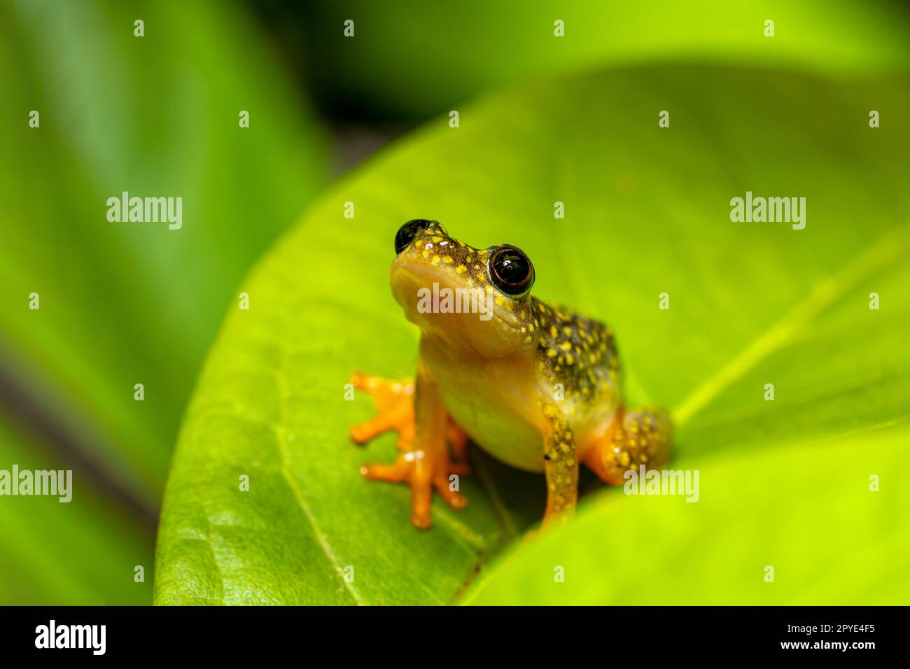 Starry night reed frog hi-res stock photography and images - Alamy