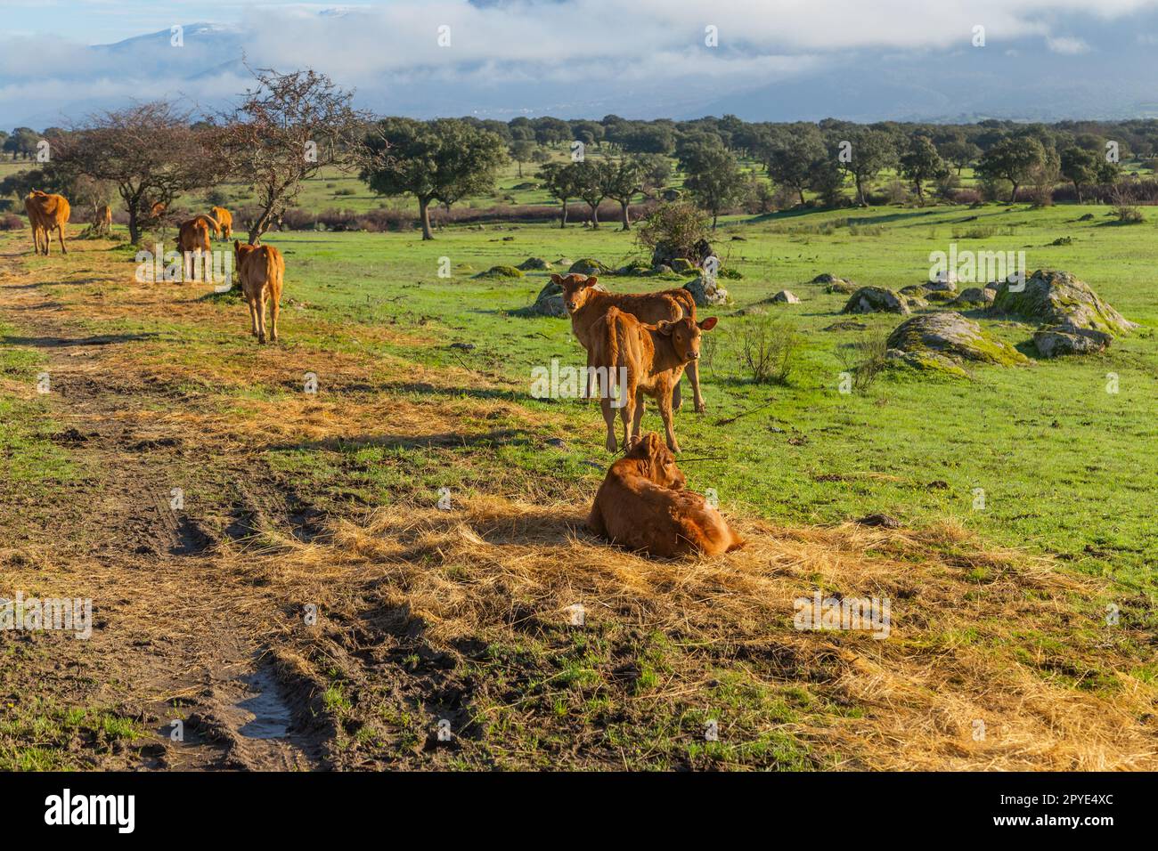 Cattle farming in spain hi-res stock photography and images - Alamy