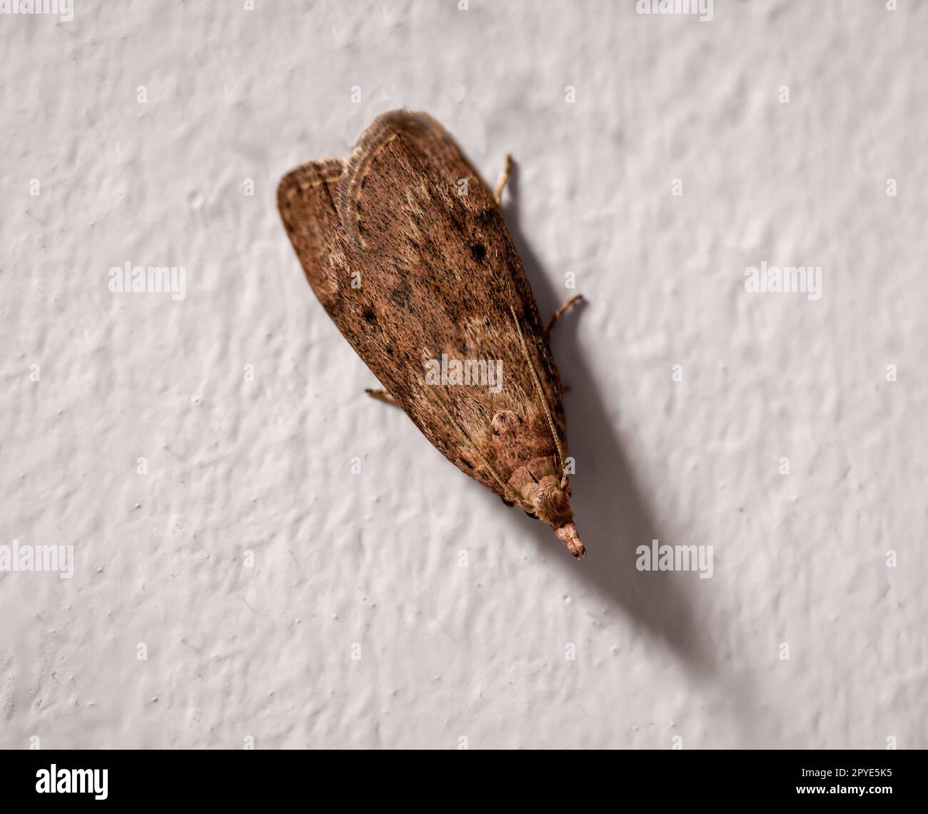 A bumblebee wax moth, Aphomia sociella on a white wall Stock Photo - Alamy
