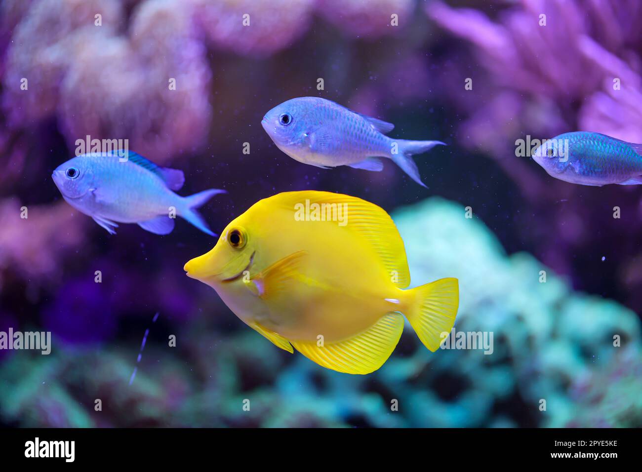 A yellow sailfin doctor or yellow sailfin doctor in an aquarium Stock ...