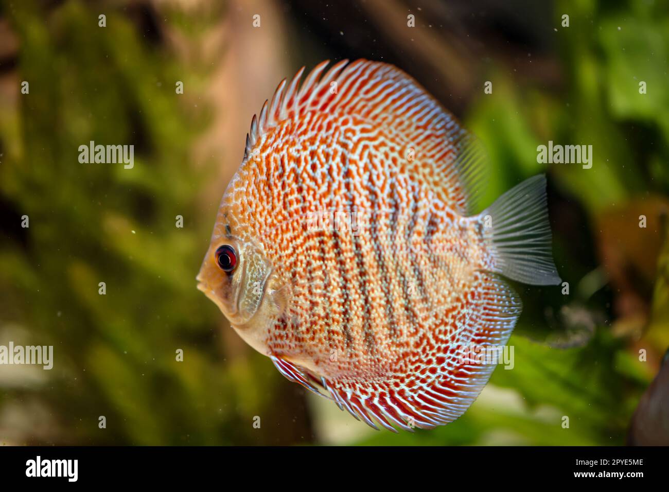 Portrait, close up of discus fish. Discus in aquarium. Amazon tank ...