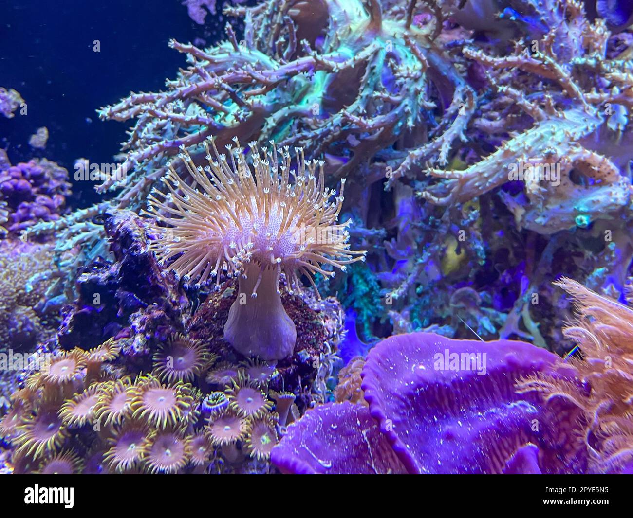 Corals anemones creatures in hi-res stock photography and images - Alamy