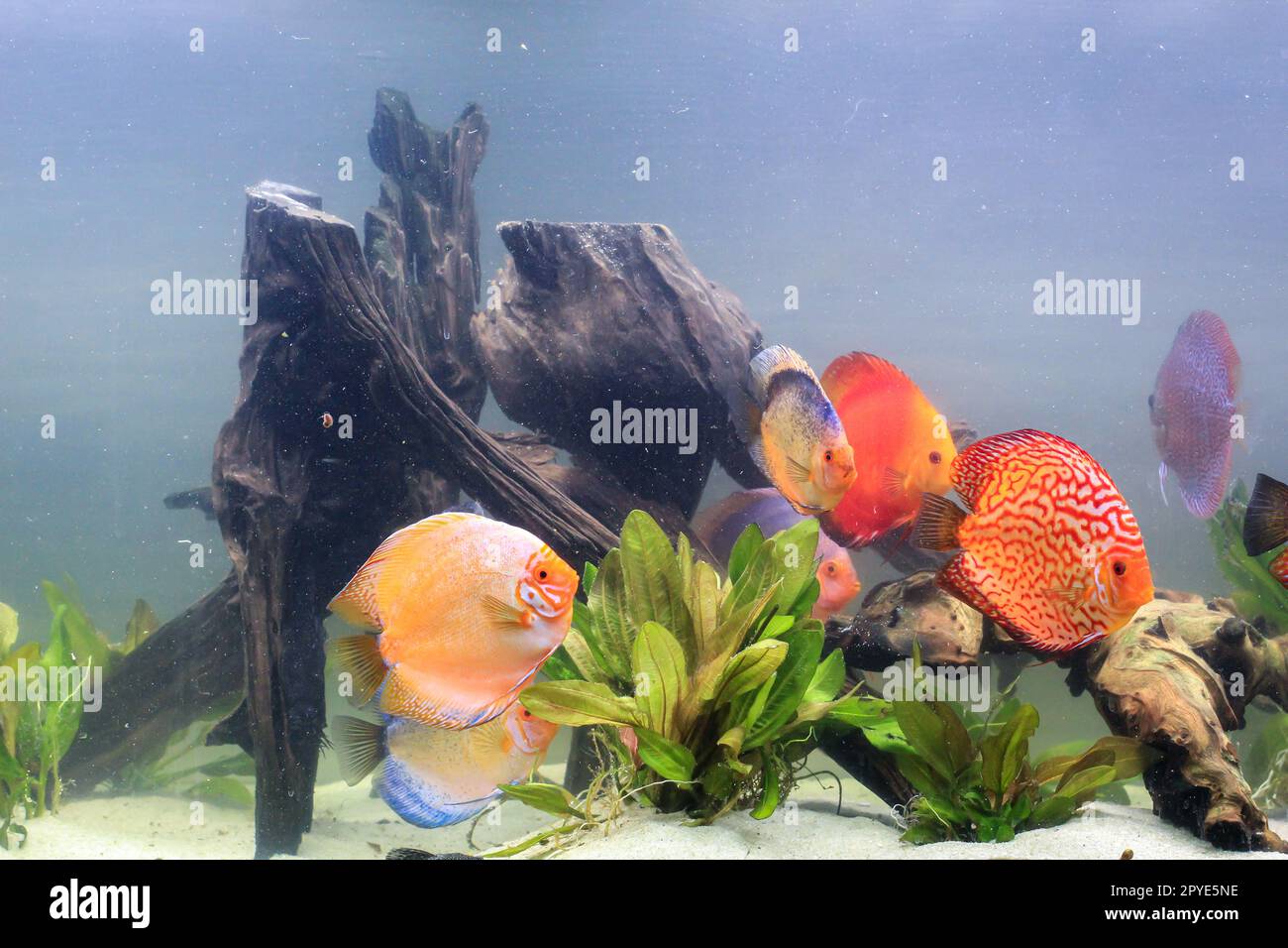 Portrait, close up of discus fish. Discus in aquarium. Amazon tank ...