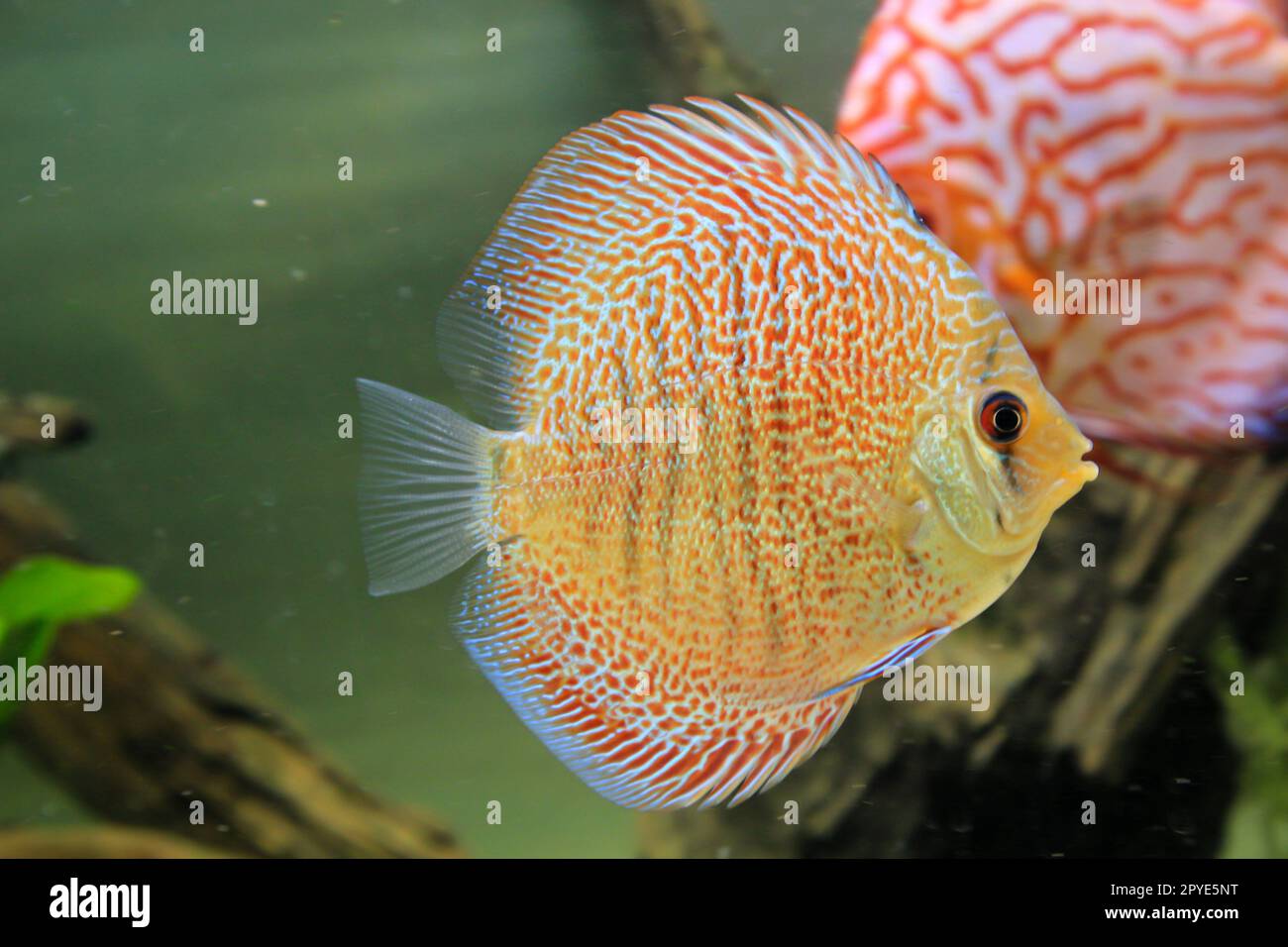 Portrait, close up of discus fish. Discus in aquarium. Amazon tank ...