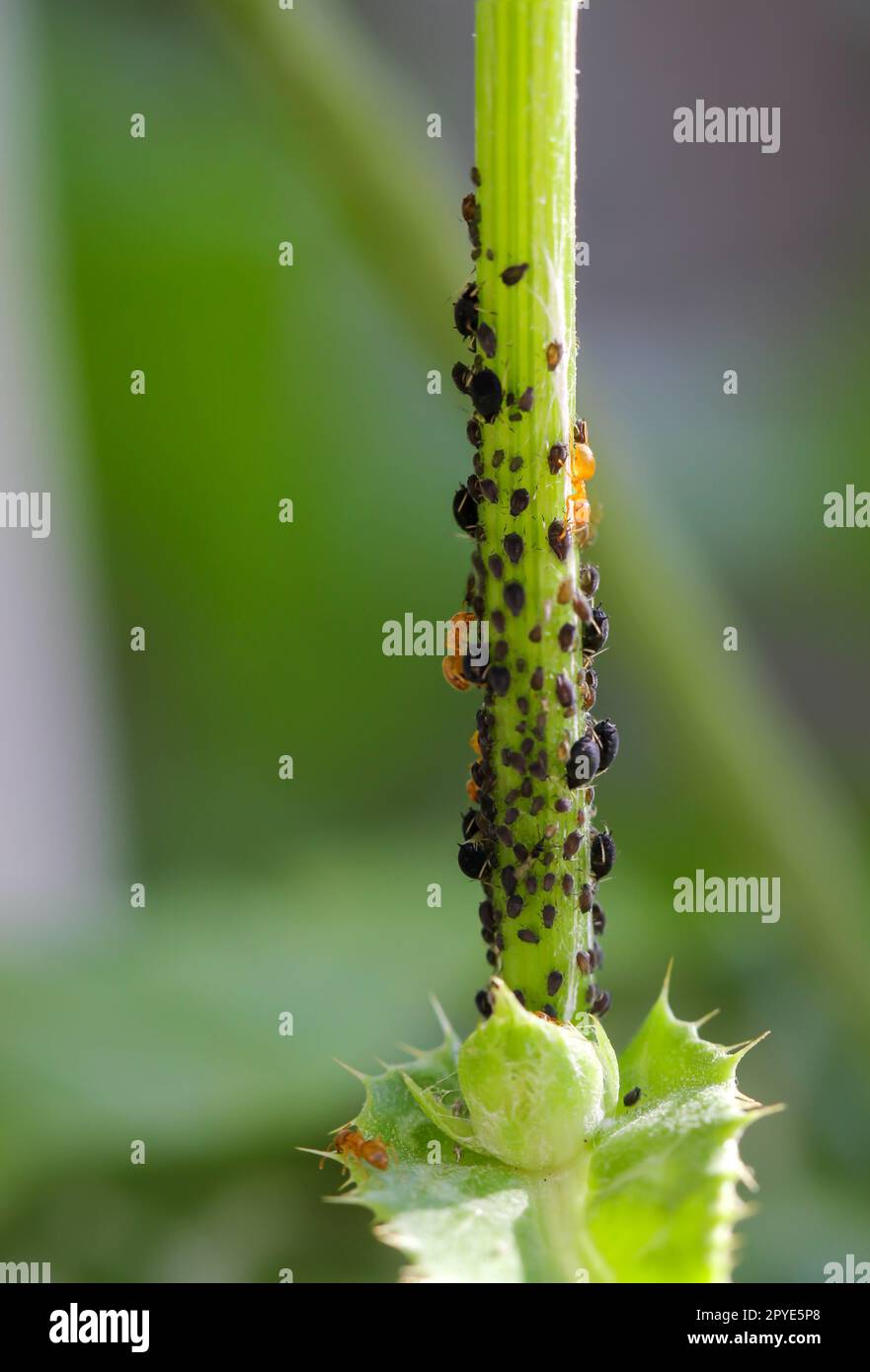 On the stem of a plant cavort many dark aphids and ants, which milk the ...