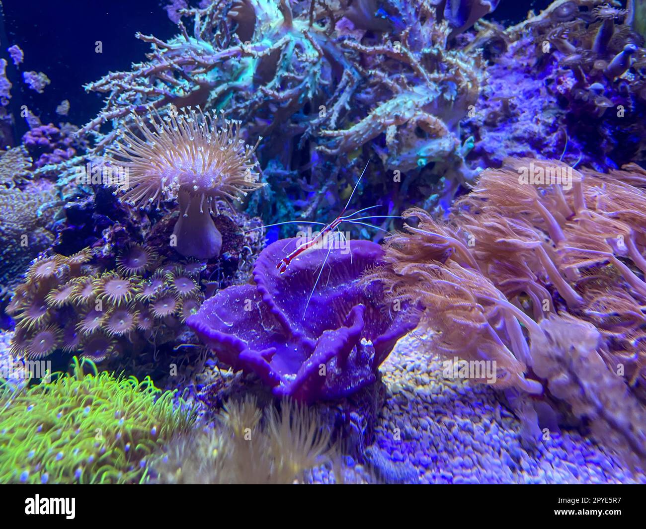 Underwater world with corals and tropical fish in a coral reef. Corals, anemones, creatures in a ...