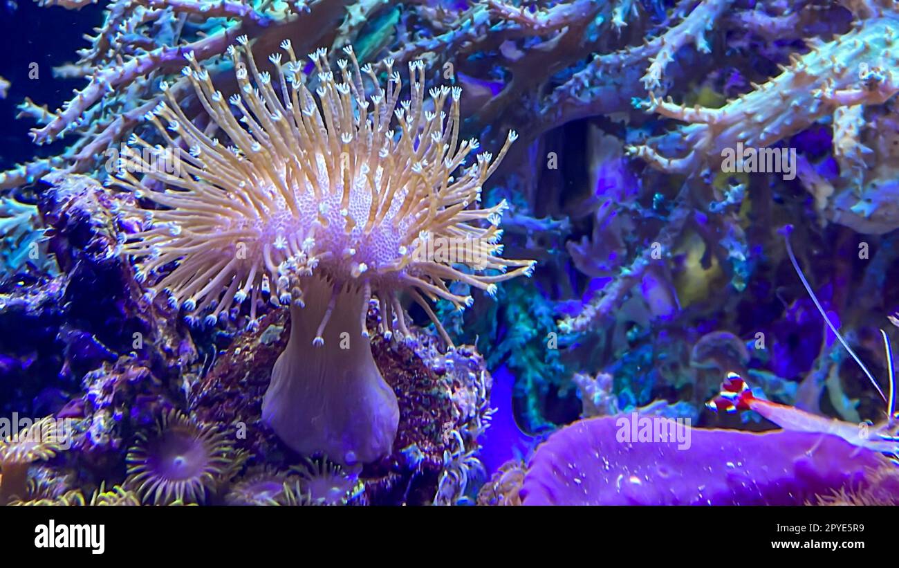 Corals, anemones, creatures in a marine aquarium Stock Photo - Alamy