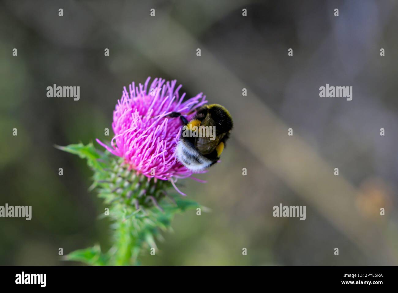 A bumblebee on a flower of milk thistle collecting pollen Stock Photo ...