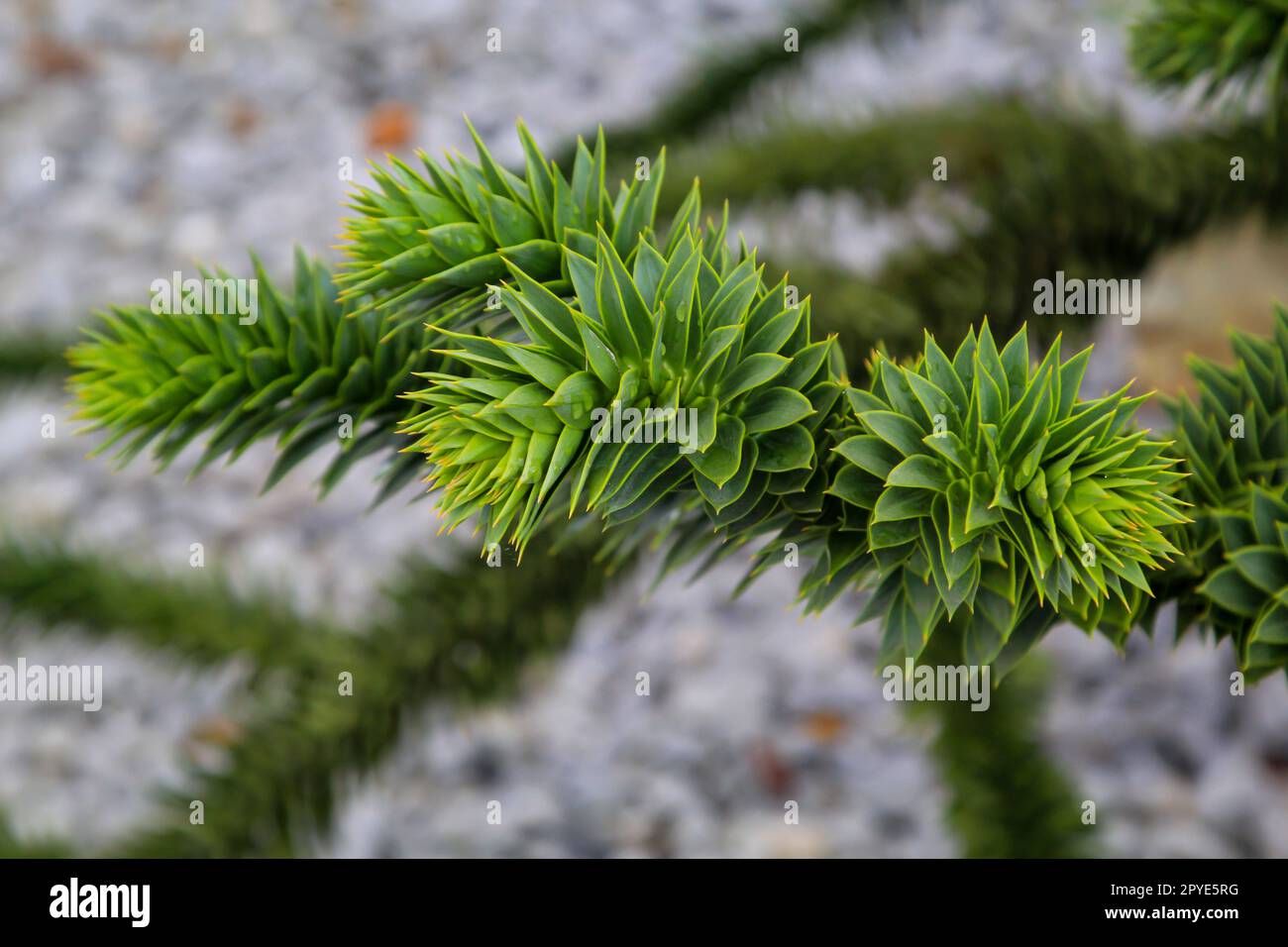 Close-up of the leaves of araucaria. Very special leaves of a plant ...