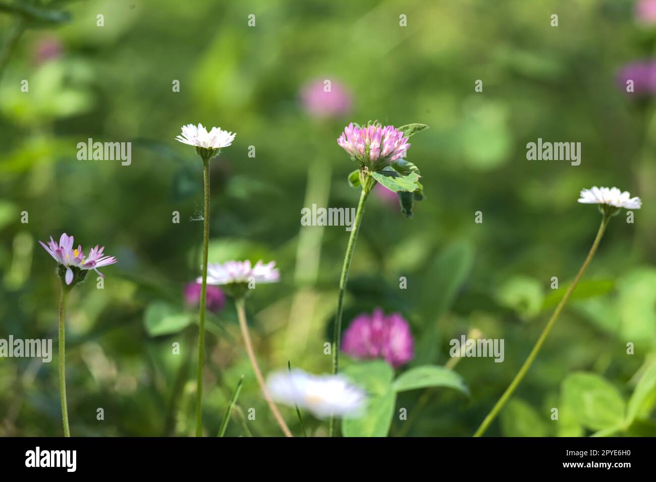 Daisies and clover flowers in a lawn seen up close Stock Photo - Alamy