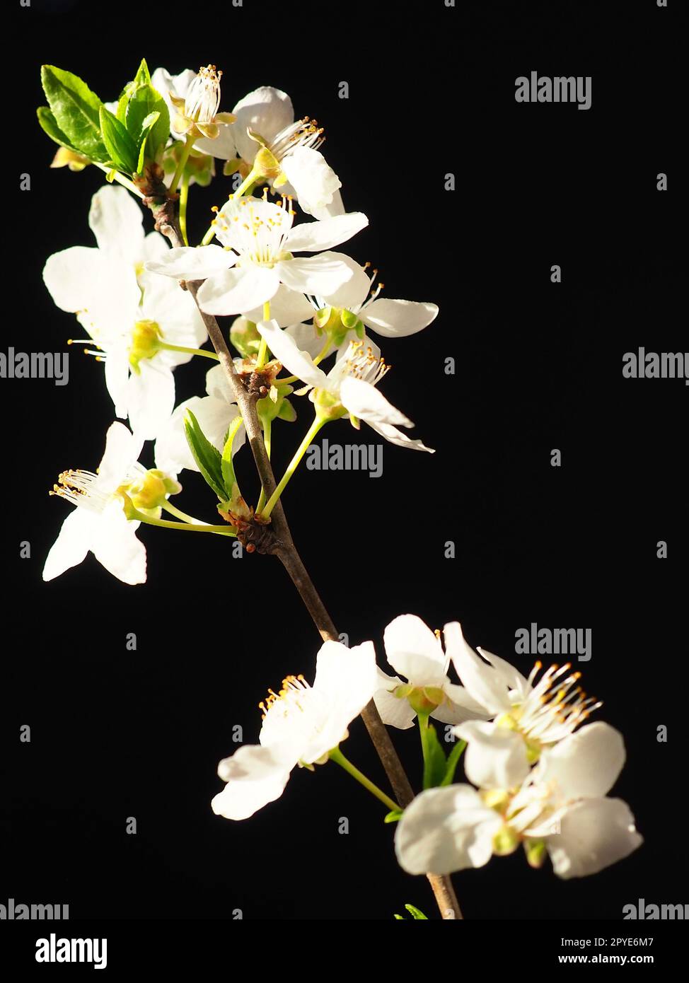 Hackberry tree flowers hi-res stock photography and images - Alamy