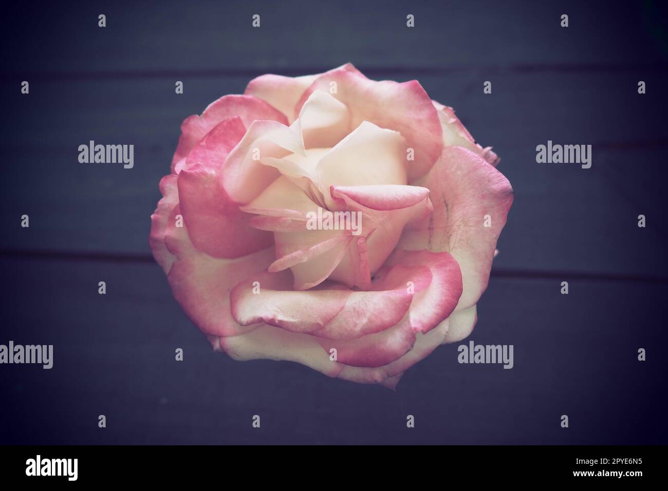 Rose on a black background. One pink yellow rose bud lies sideways on a ...