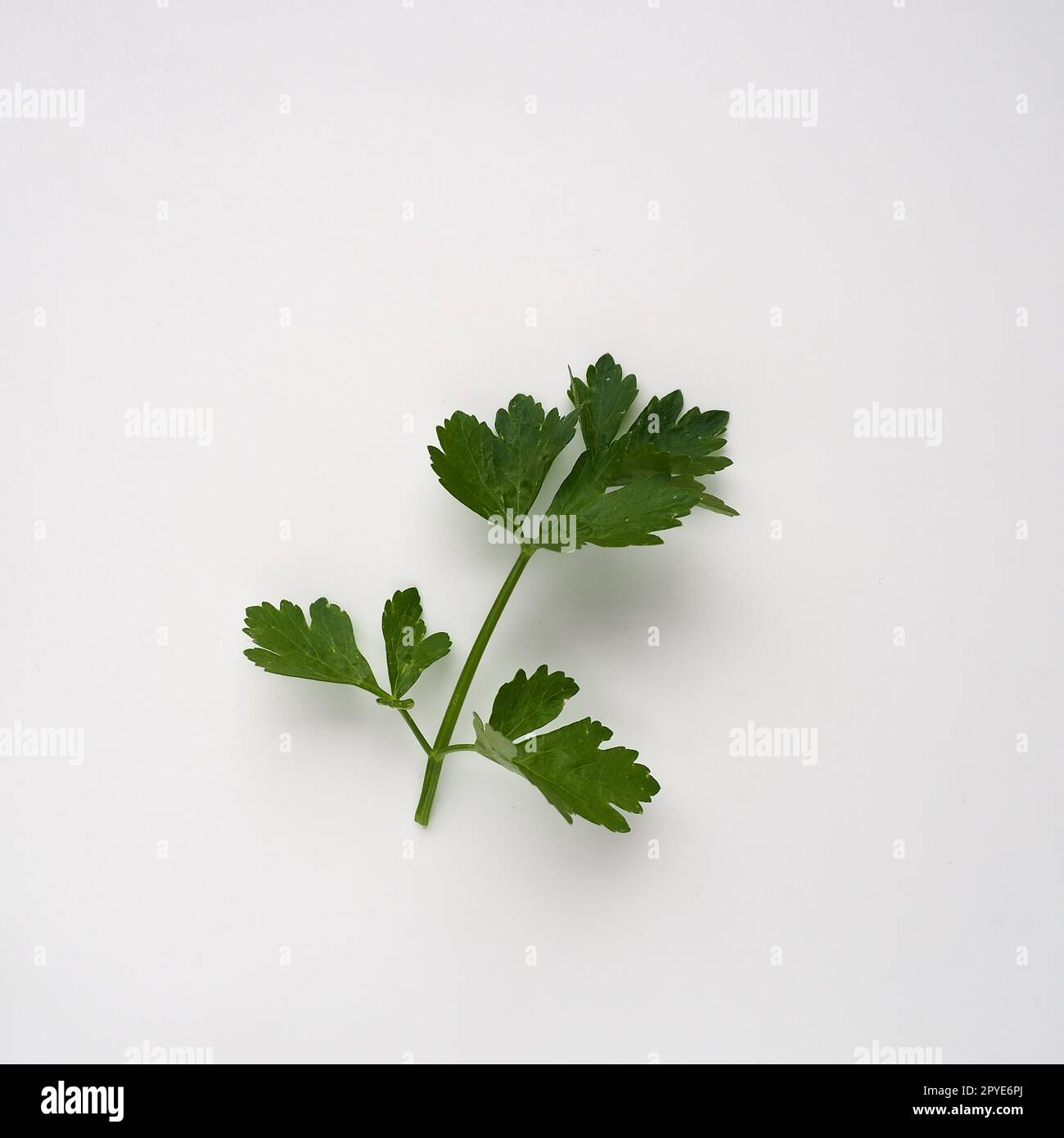 Petroselinum crispum, one- to two-year-old plant umbrella family ...