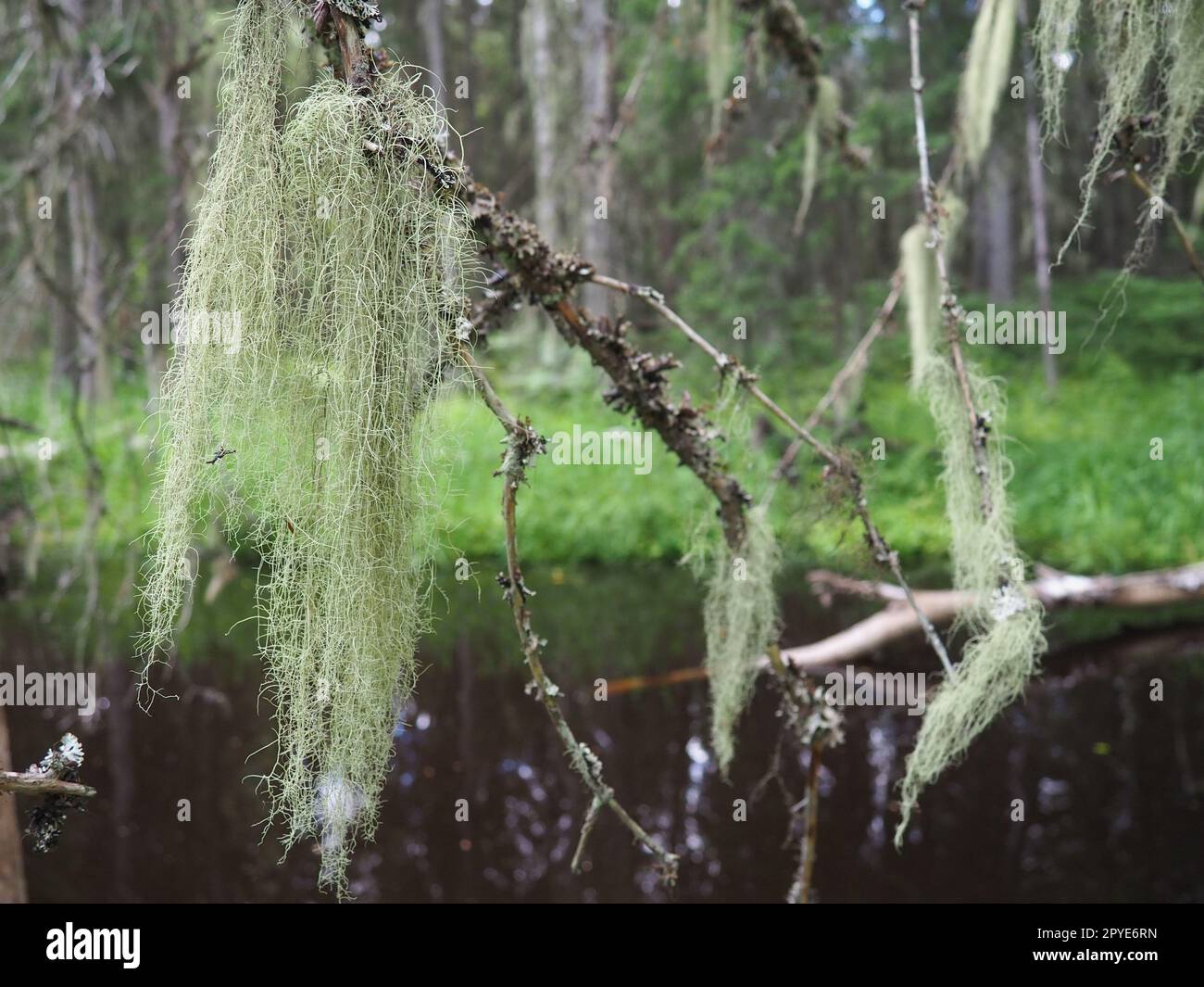 Taiga biome dominated by coniferous forests. Picea spruce, coniferous ...