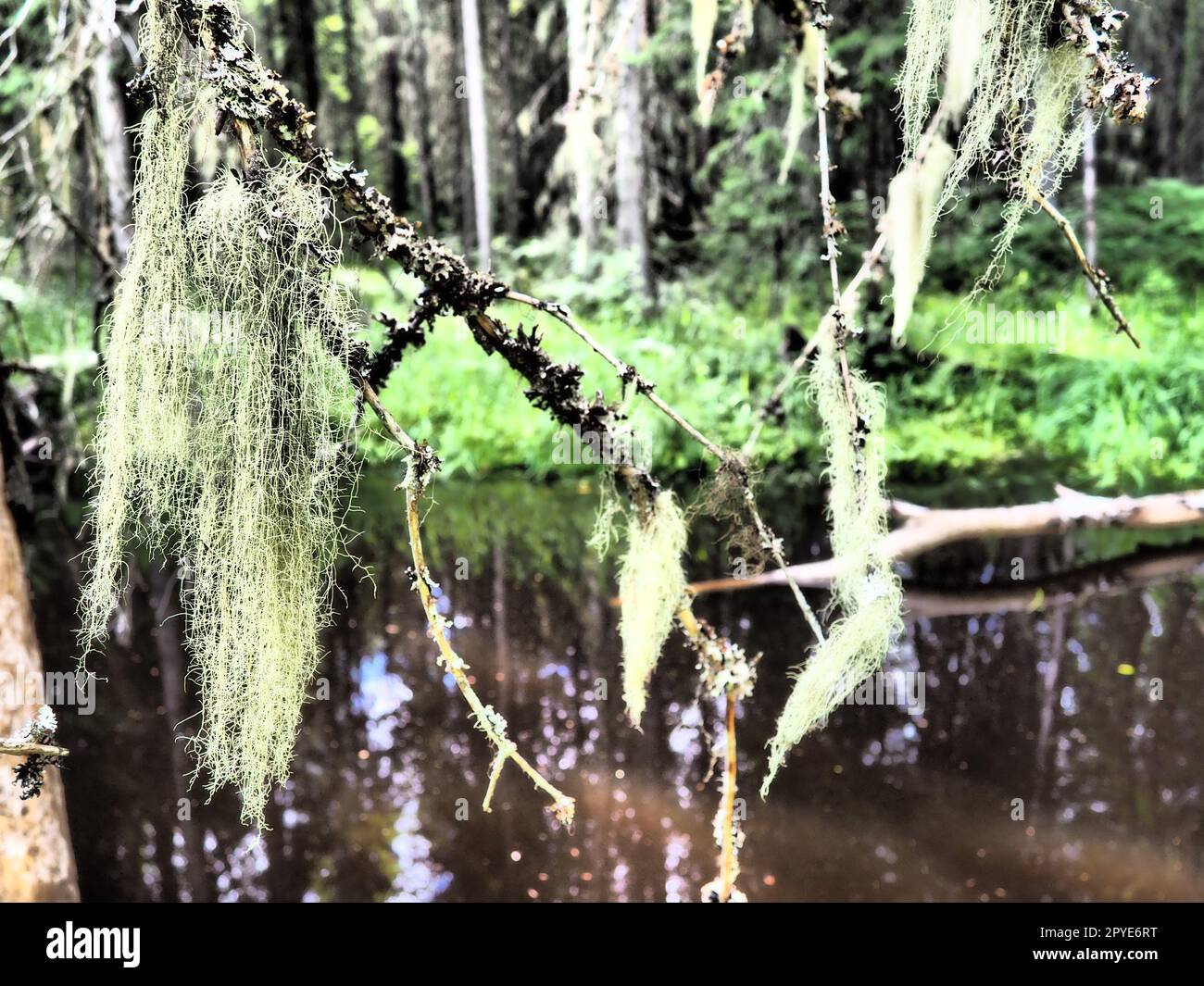 Taiga biome dominated by coniferous forests. Picea spruce, coniferous ...