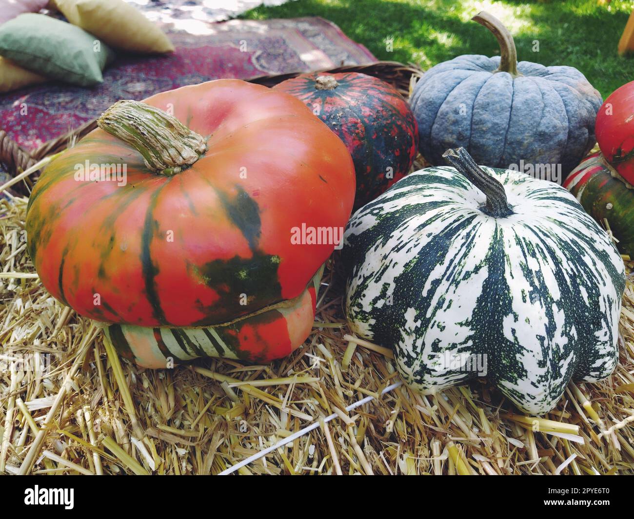 Gray pumpkin and several orange pumpkins on straw. Botanical variety of ...