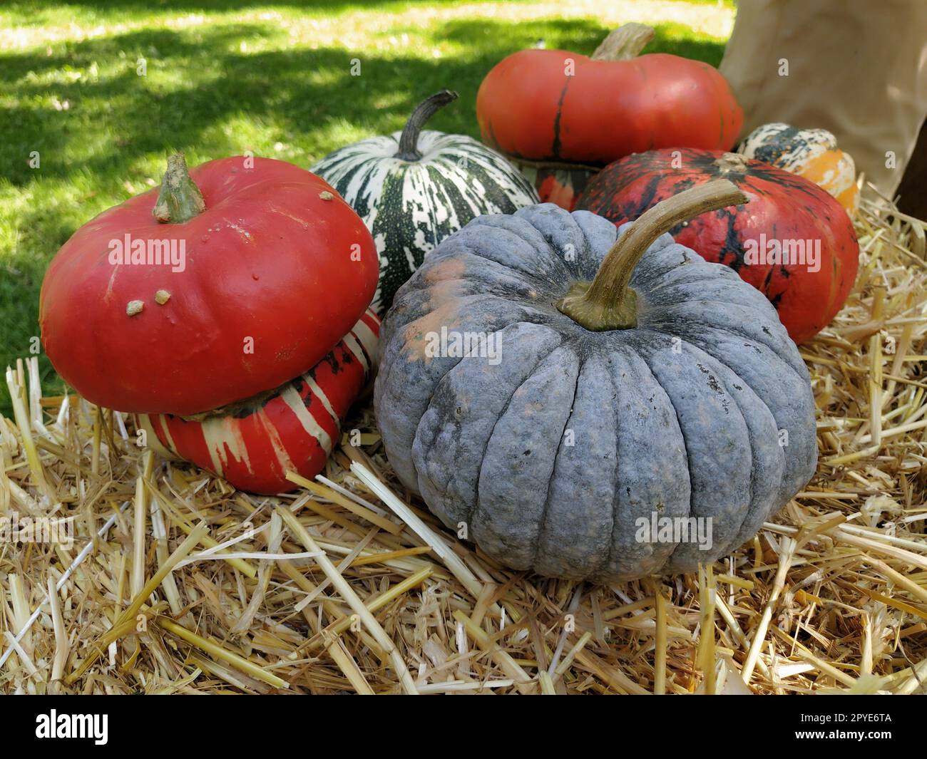 Gray pumpkin and several orange pumpkins on straw. Botanical variety of ...