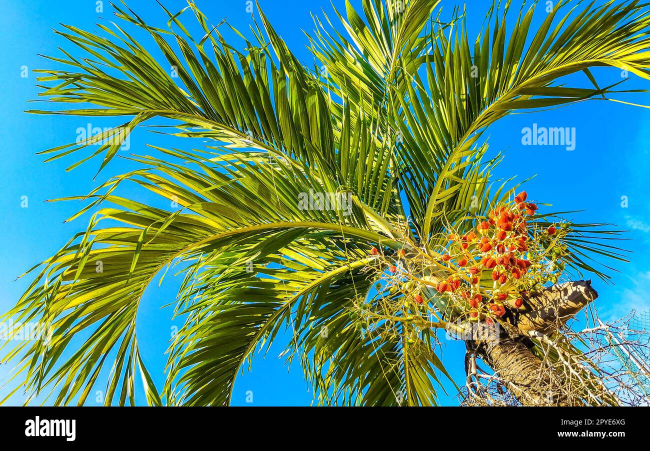 Seeds of betel palm hi-res stock photography and images - Alamy
