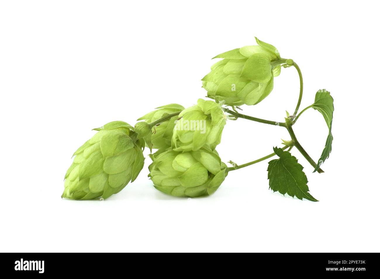 Botany hop humulus common hi-res stock photography and images - Alamy