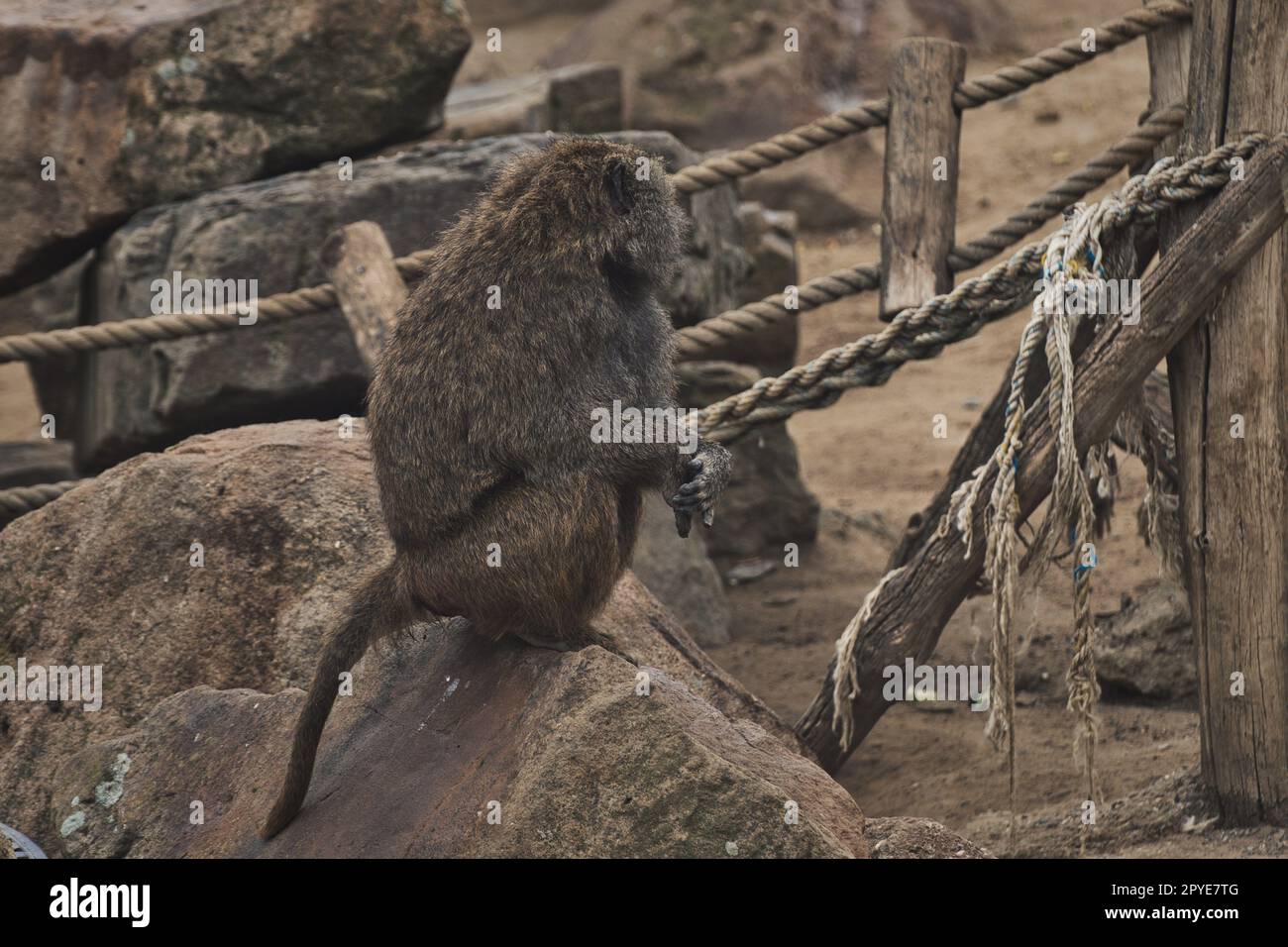 Back of an anubis baboon in a zoo Stock Photo - Alamy