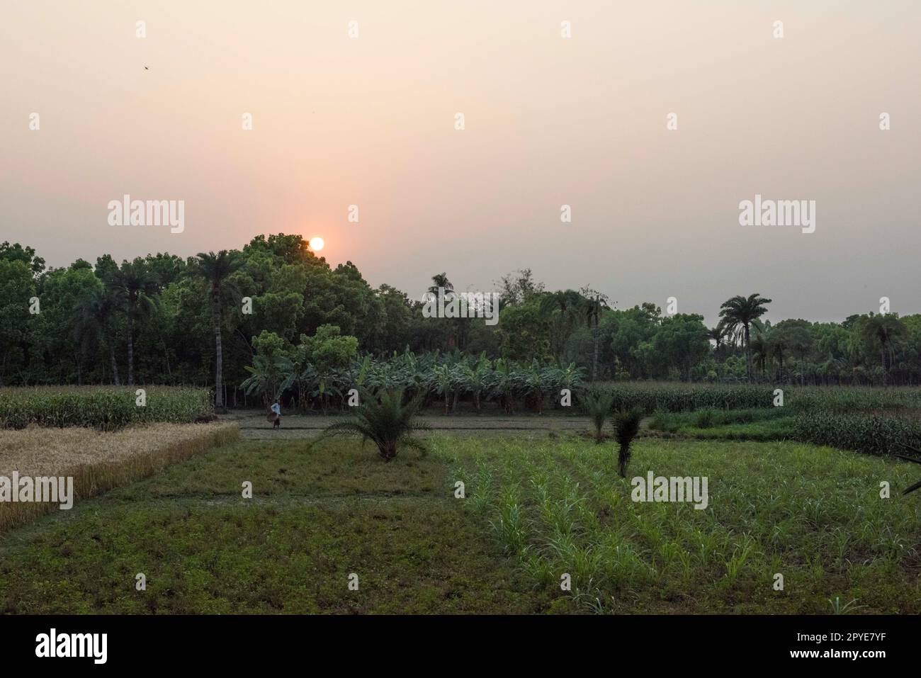 Bangladesh, Jhenaidah. Agriculture fields in Bangladesh at sunset ...