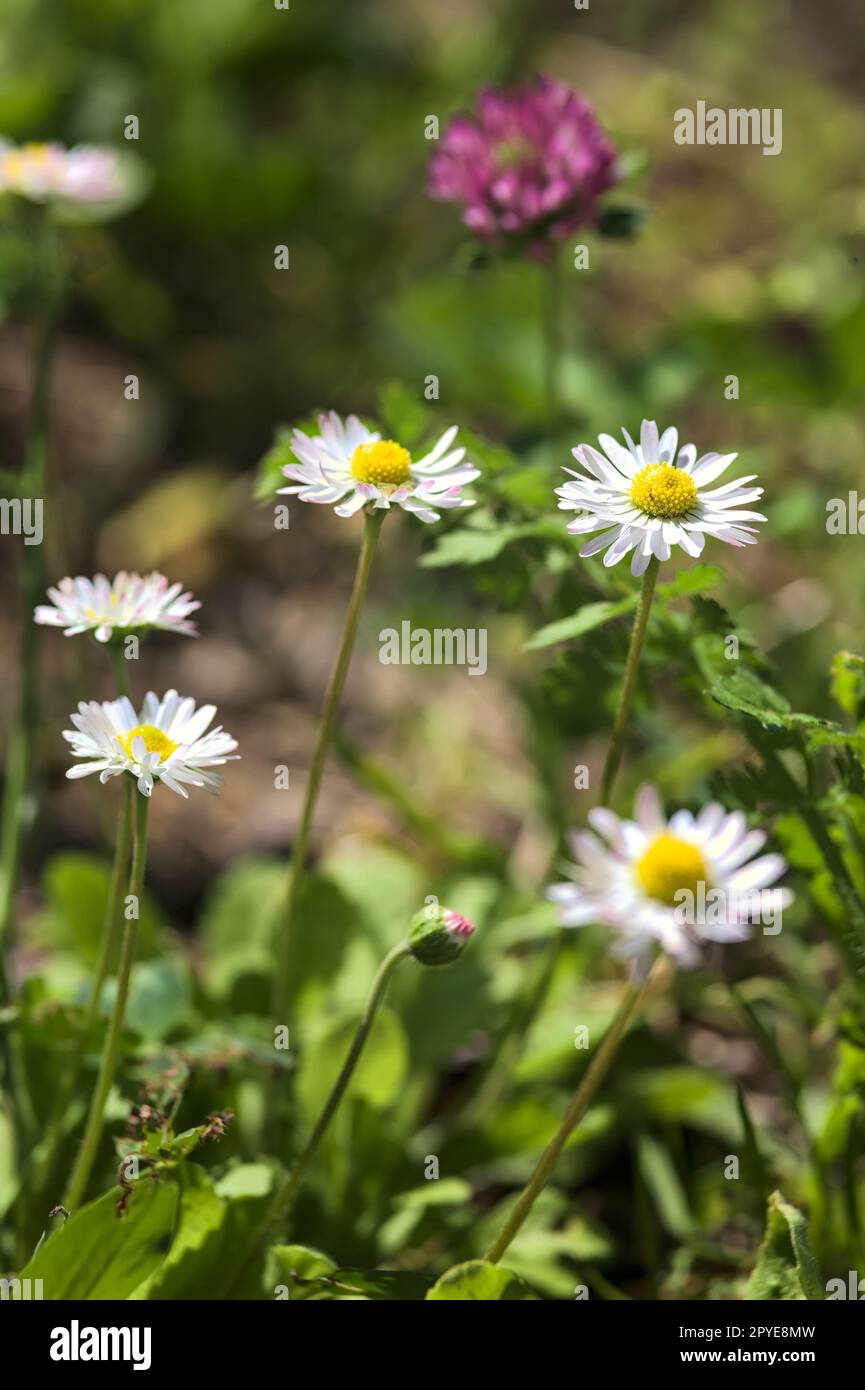Daisies and clover flowers in a lawn seen up close Stock Photo - Alamy