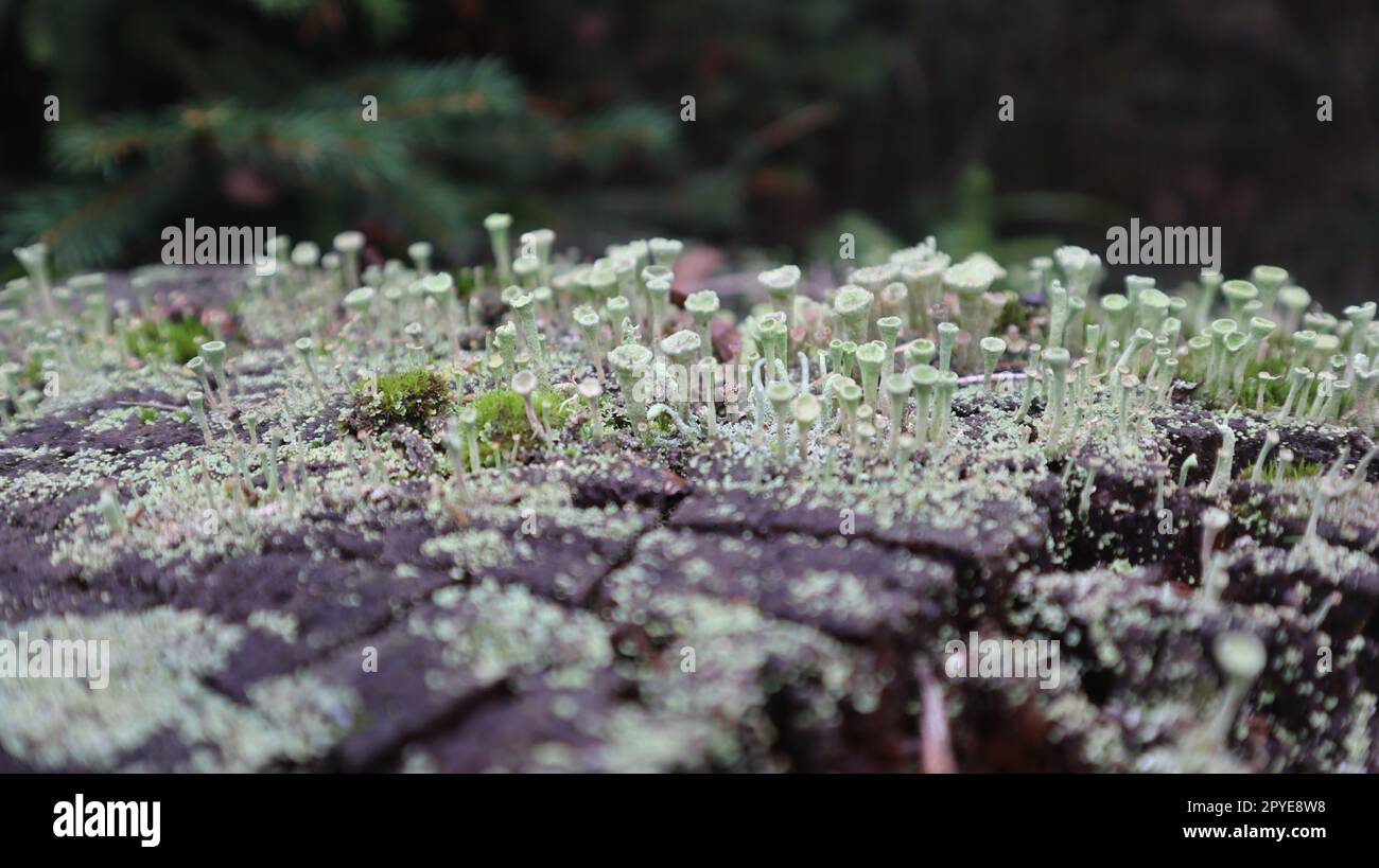 Flechte hi-res stock photography and images - Alamy