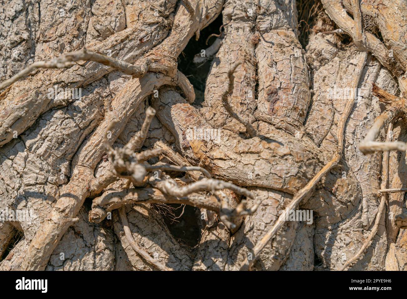 Climbing plant stems Stock Photo - Alamy