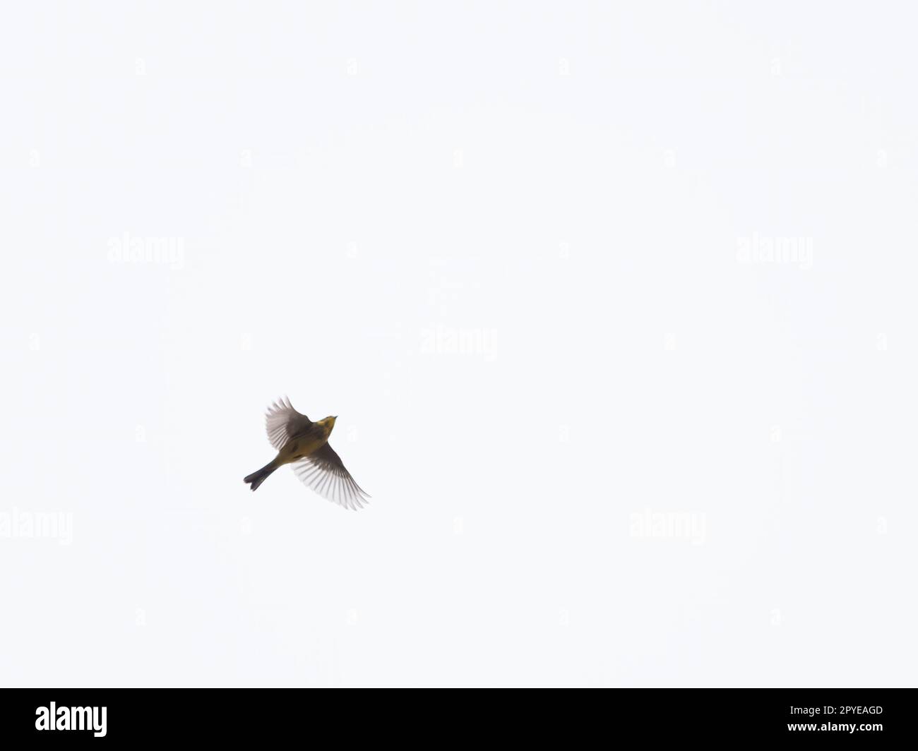 Low angle view bird Cut Out Stock Images & Pictures - Alamy