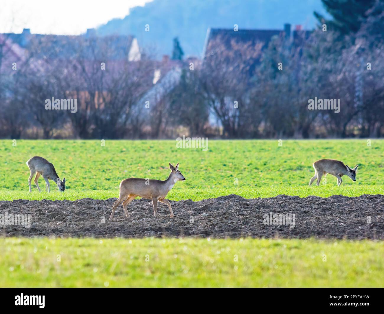 A herd of deer grazes on a green meadow on the horizon in the ...