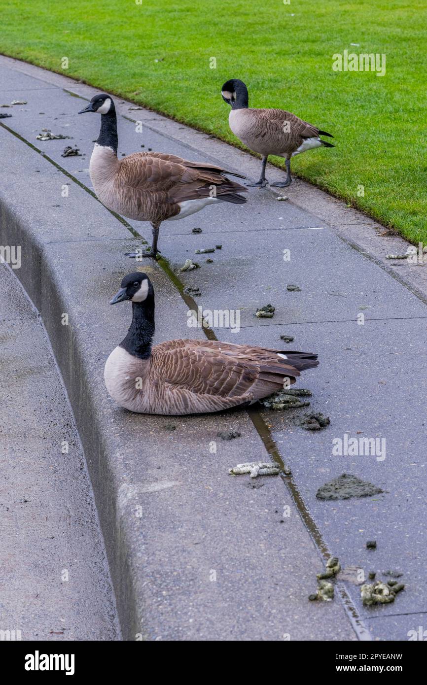 Canada goose (Branta canadensis), or Canadian goose, resting (polluting ...