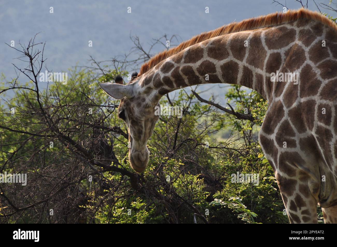 Giraffe eating branches from a dead tree Stock Photo - Alamy