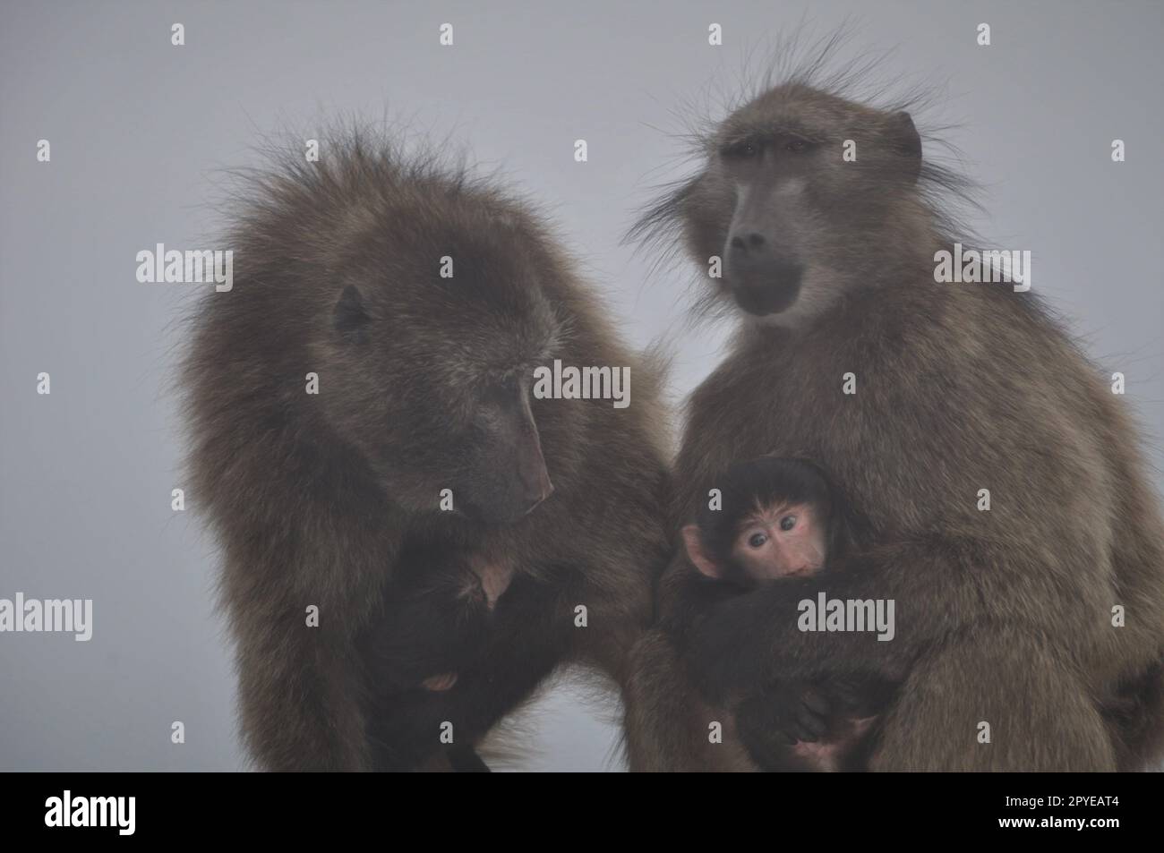 Baboons with baby Stock Photo - Alamy
