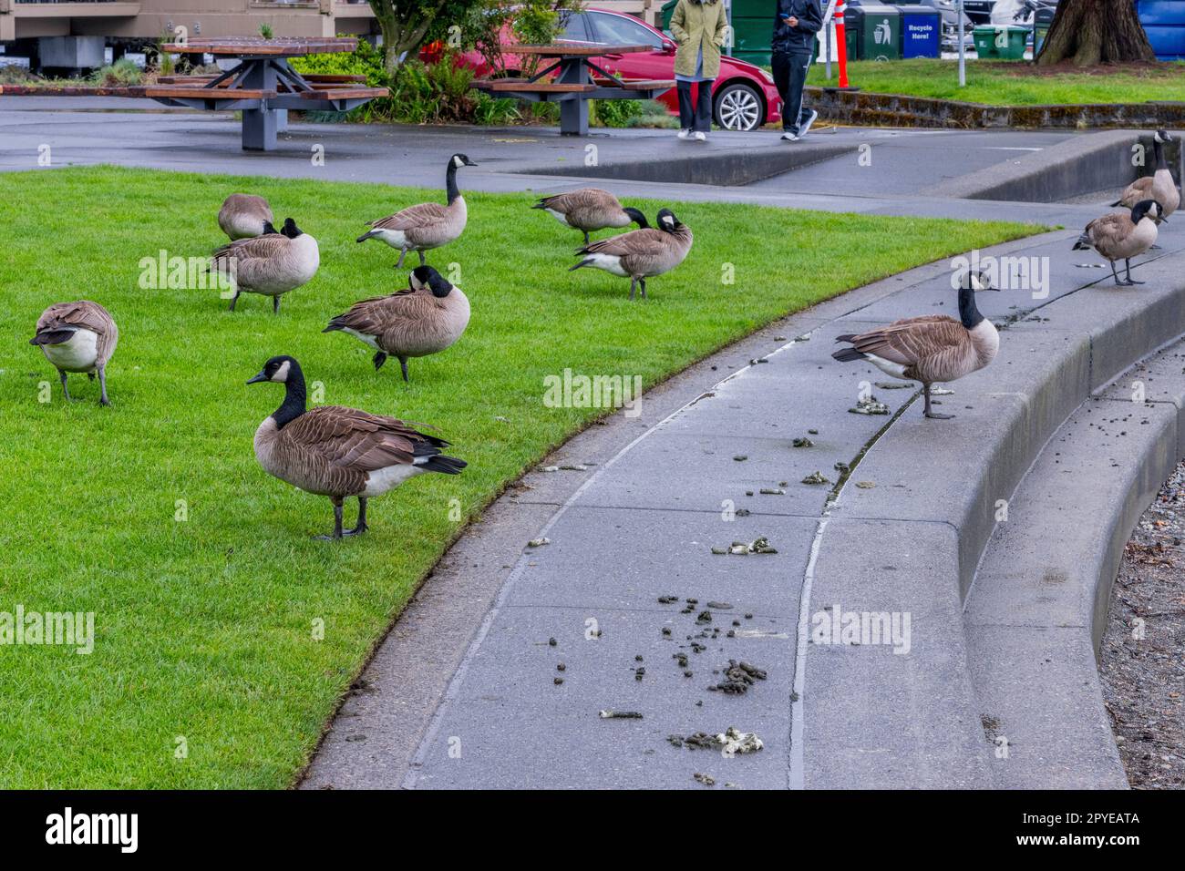 Canada goose (Branta canadensis), or Canadian goose, resting (polluting ...