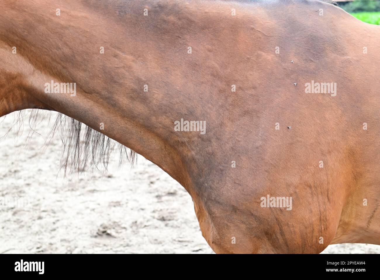 Hives or allergic wheels on a horses neck Stock Photo - Alamy