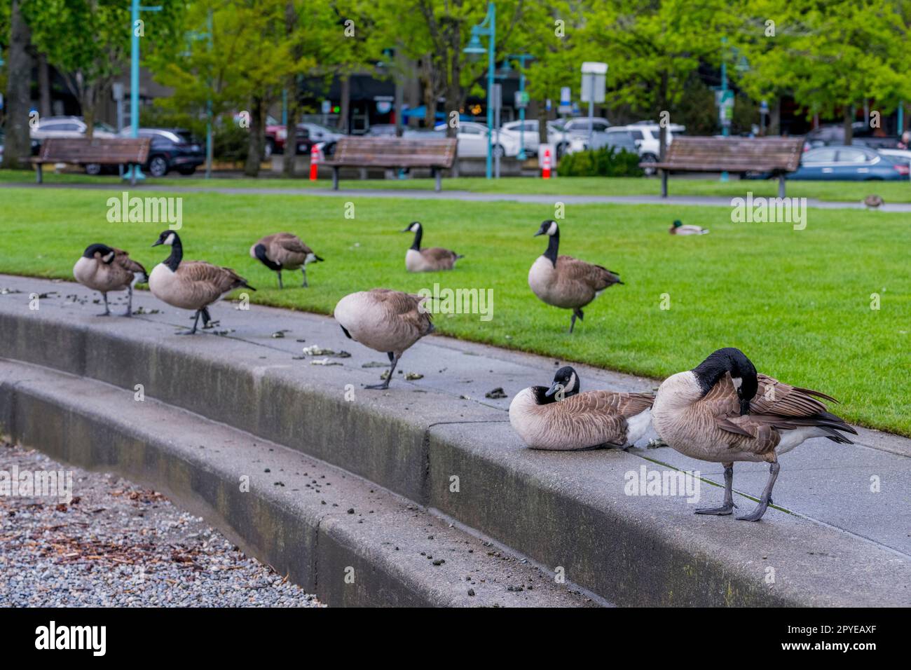 Canada goose (Branta canadensis), or Canadian goose, resting (polluting ...