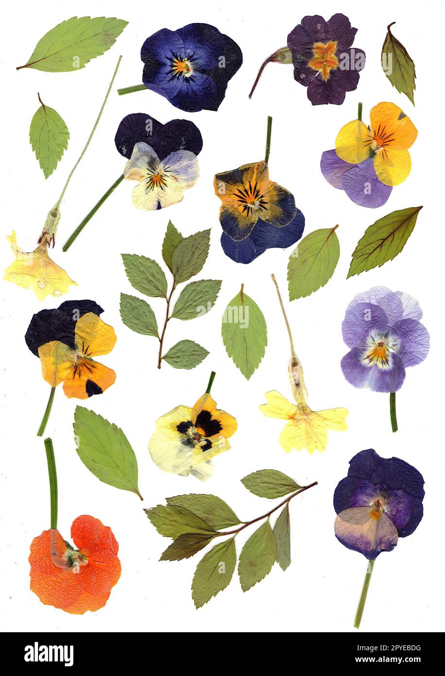 Pressed spring flowers and leaves on a white background Stock Photo - Alamy