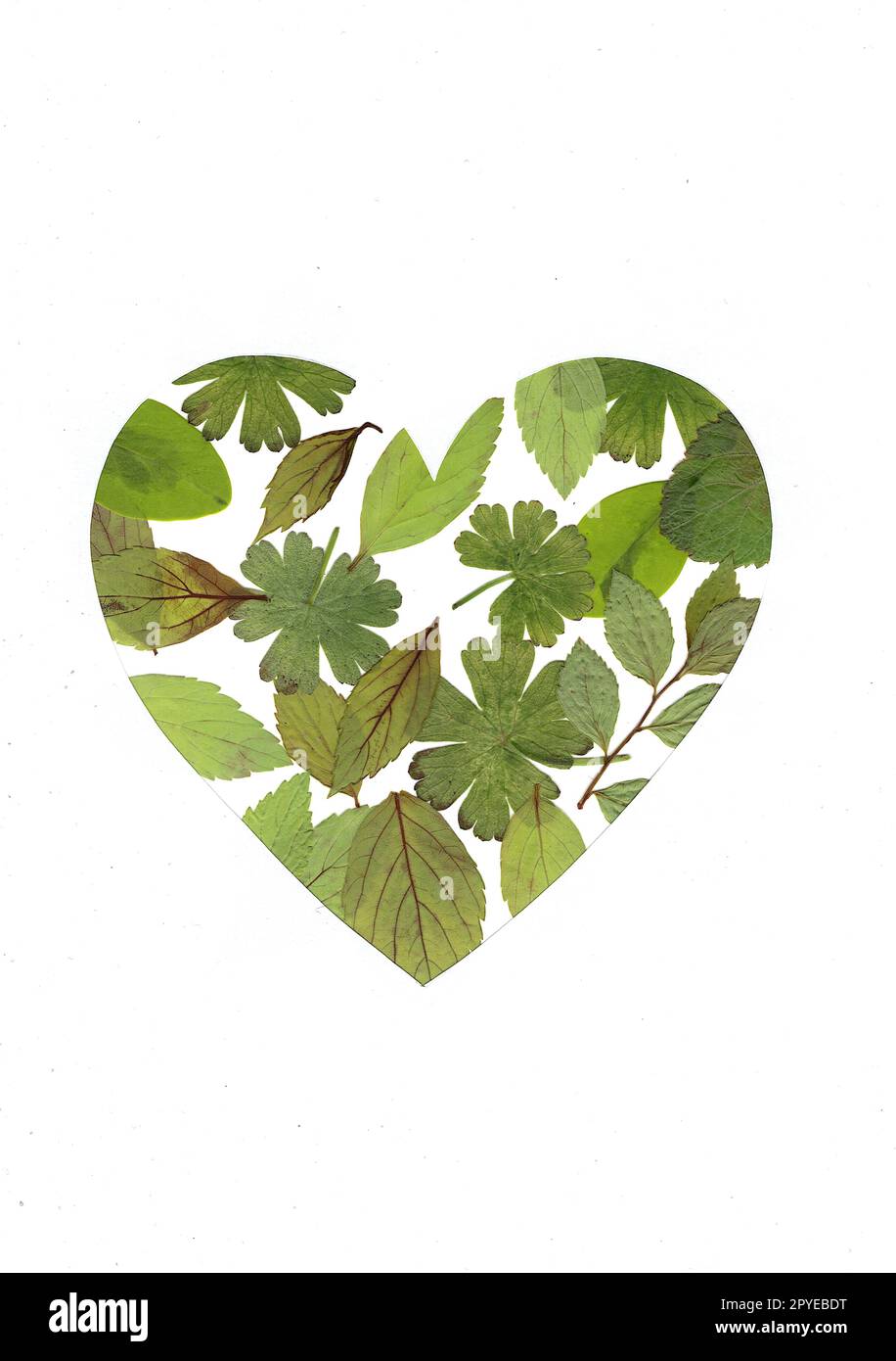 Pressed leaves in the shape of a heart Stock Photo - Alamy