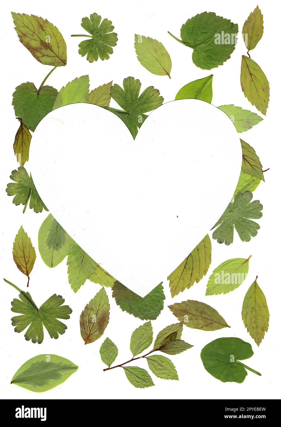 Pressed leaves forming the shape of a heart Stock Photo - Alamy