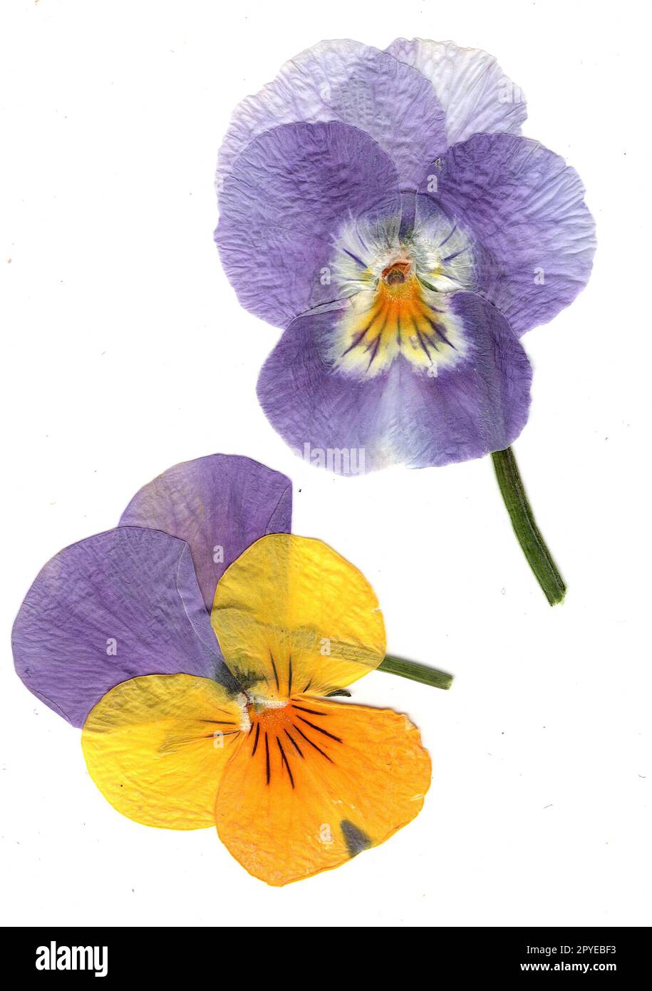 Pressed pansies on a white background Stock Photo - Alamy