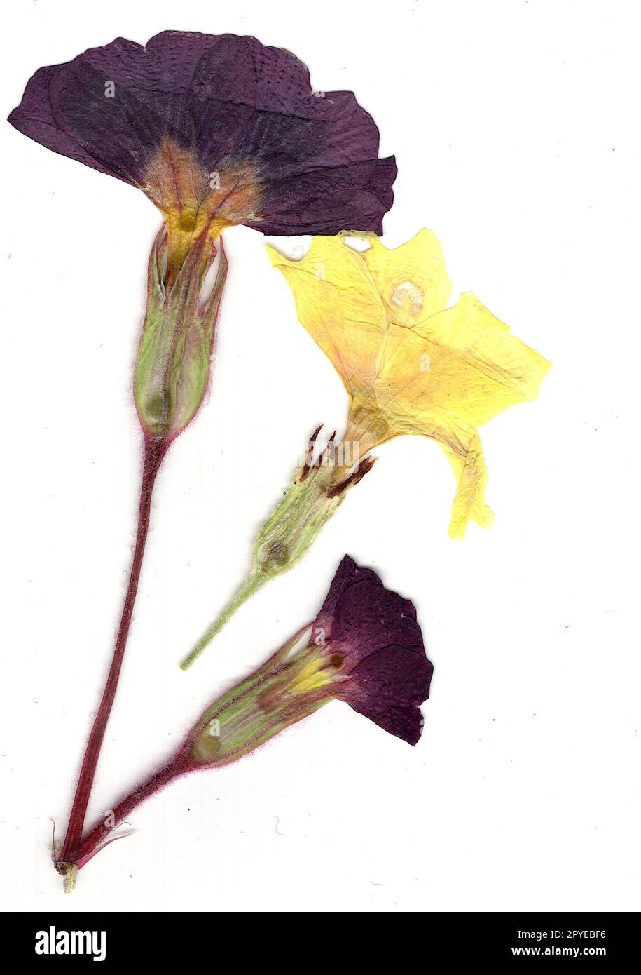 Primula a Cut Out Stock Images & Pictures - Alamy