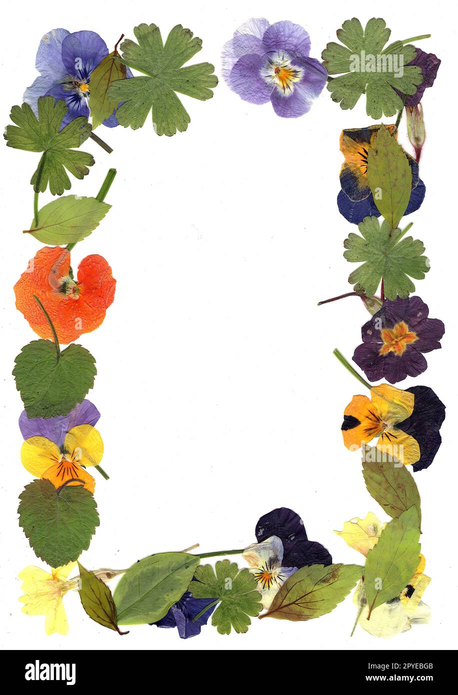 Pressed leaves and flowers in the shape of a frame Stock Photo - Alamy
