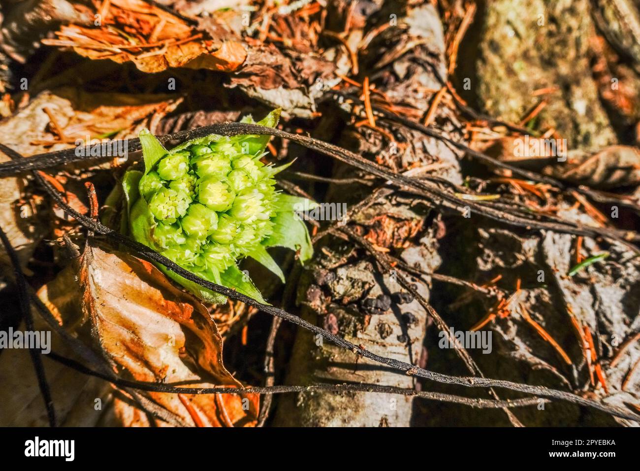 Butterbur plant hi-res stock photography and images - Alamy