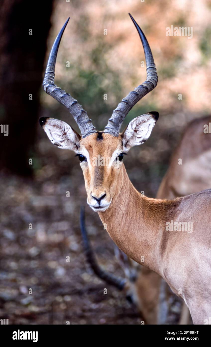 Impala ears hi-res stock photography and images - Alamy