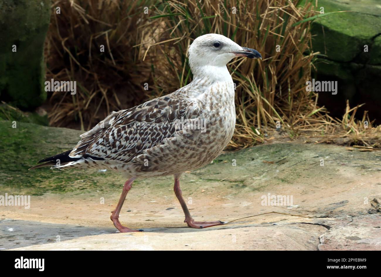 Common gull, young bird Stock Photo - Alamy