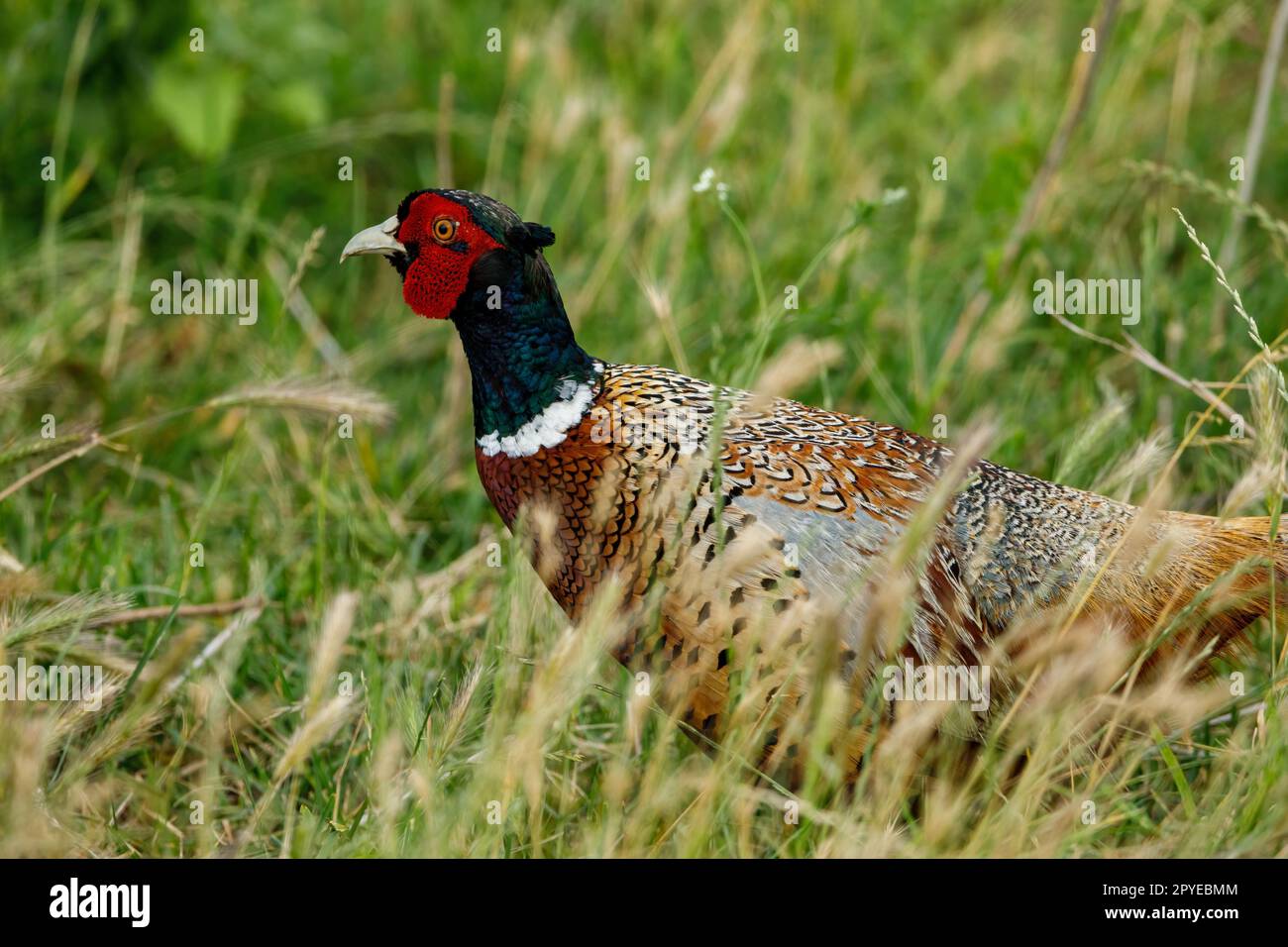 Wild Pheasant in the grassland of the Danube Delta Stock Photo - Alamy