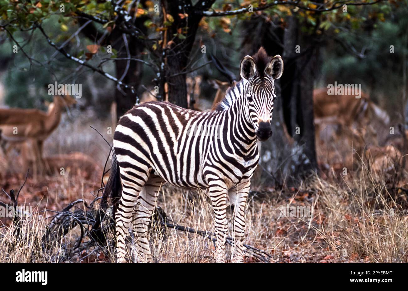 Plains zebra in kruger national park south africa hi-res stock ...