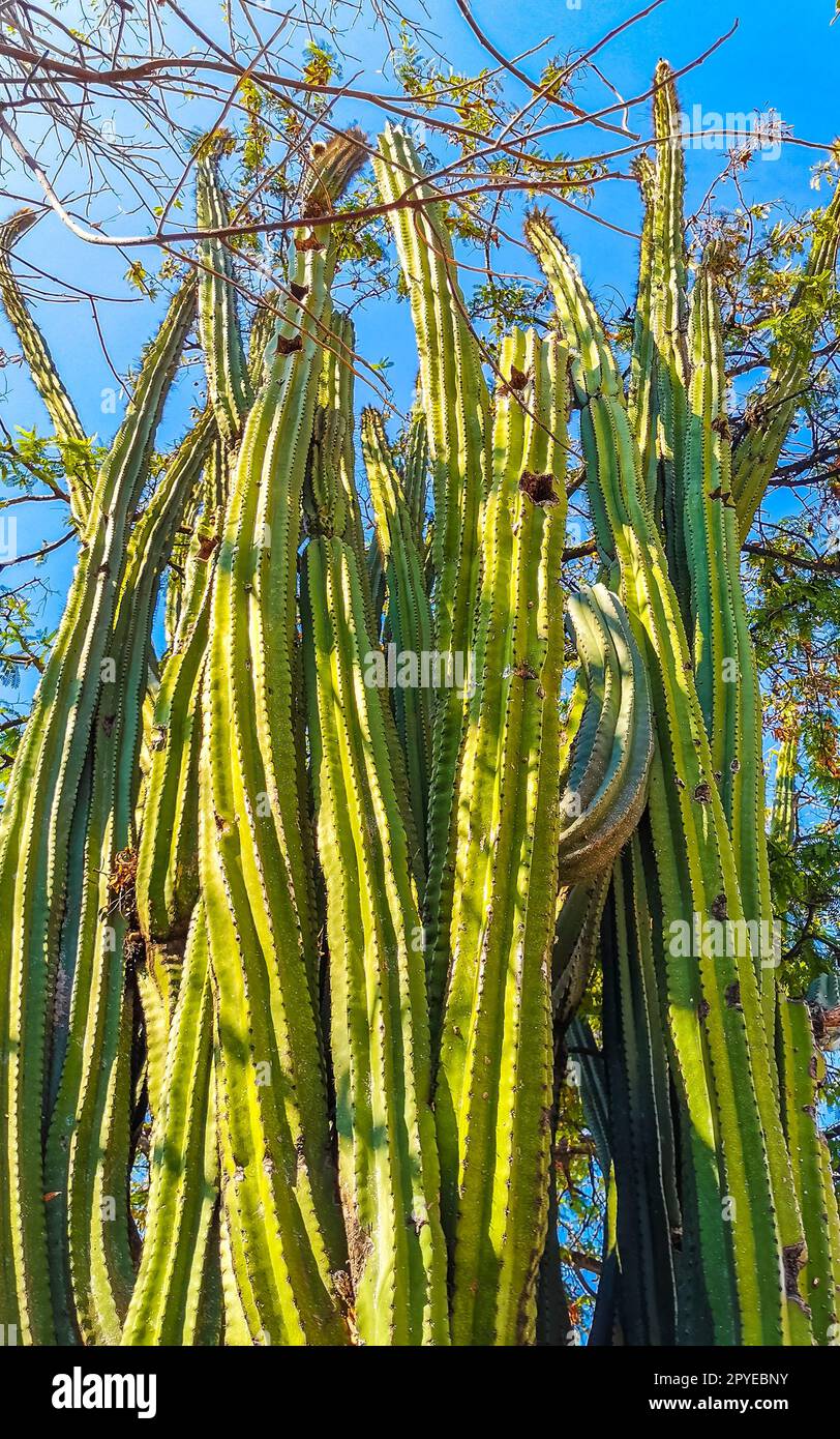 Tropical cacti cactus plants natural jungle Puerto Escondido Mexico ...