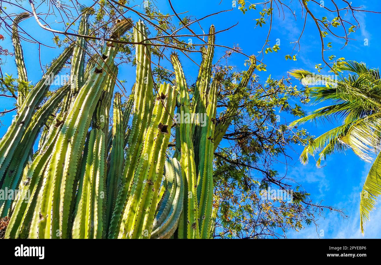 Tropical cacti cactus plants natural jungle Puerto Escondido Mexico ...