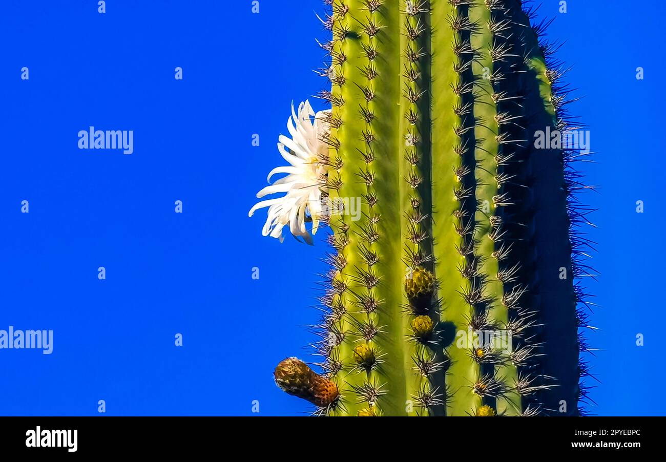 Tropical cacti cactus plants with white flower blossom Mexico Stock ...